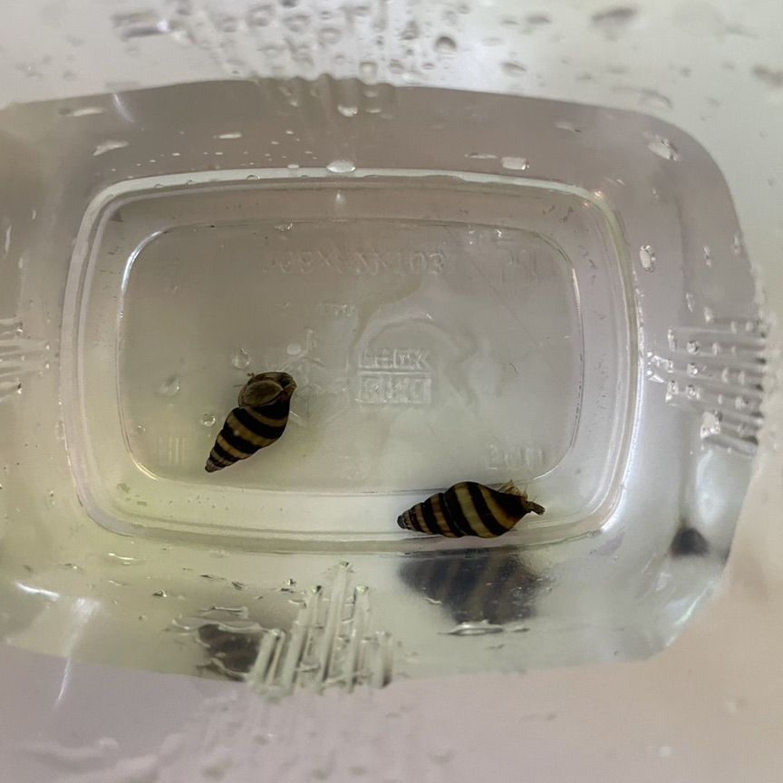 Улитка хелена