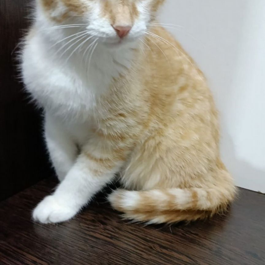 Котик Борис ищет дом