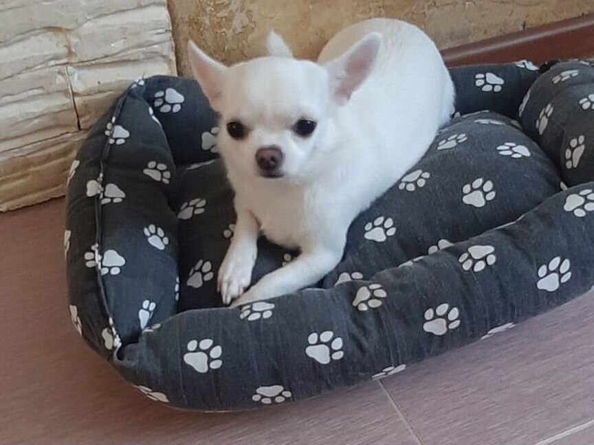 Продаю собаку породы чихуахуа