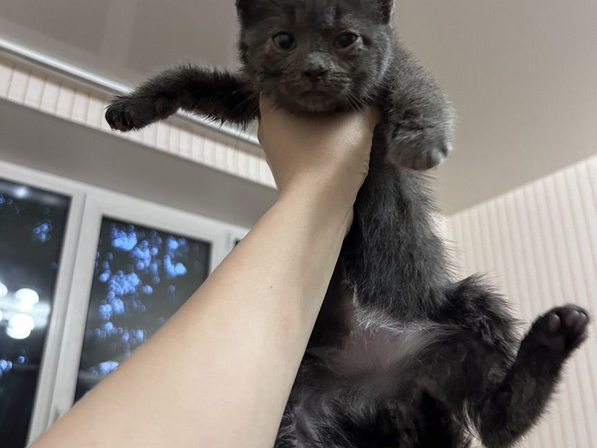Серый котенок мальчик
