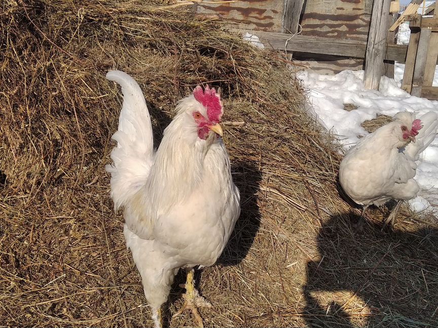 Питух молодой силиный