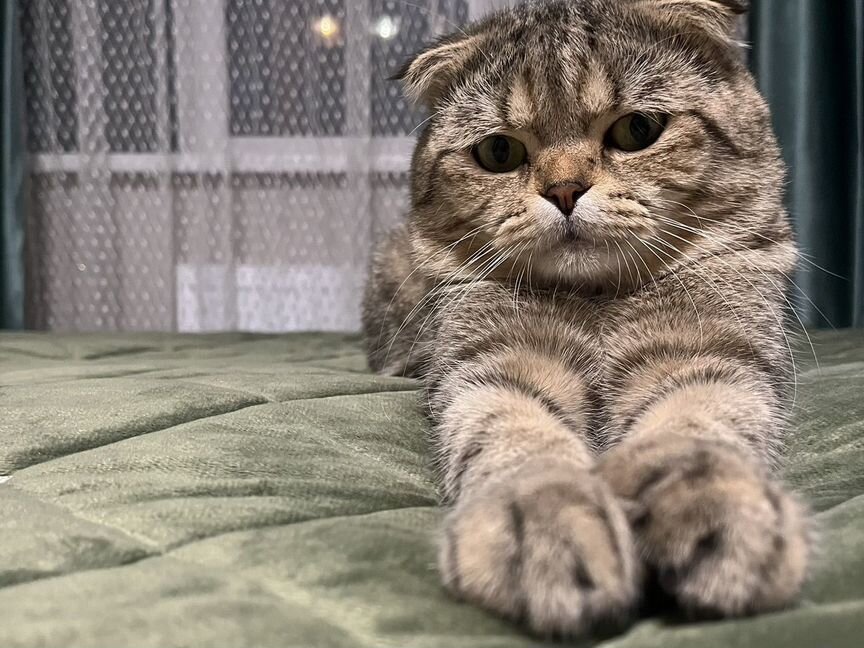 Шотландский котик на вязку