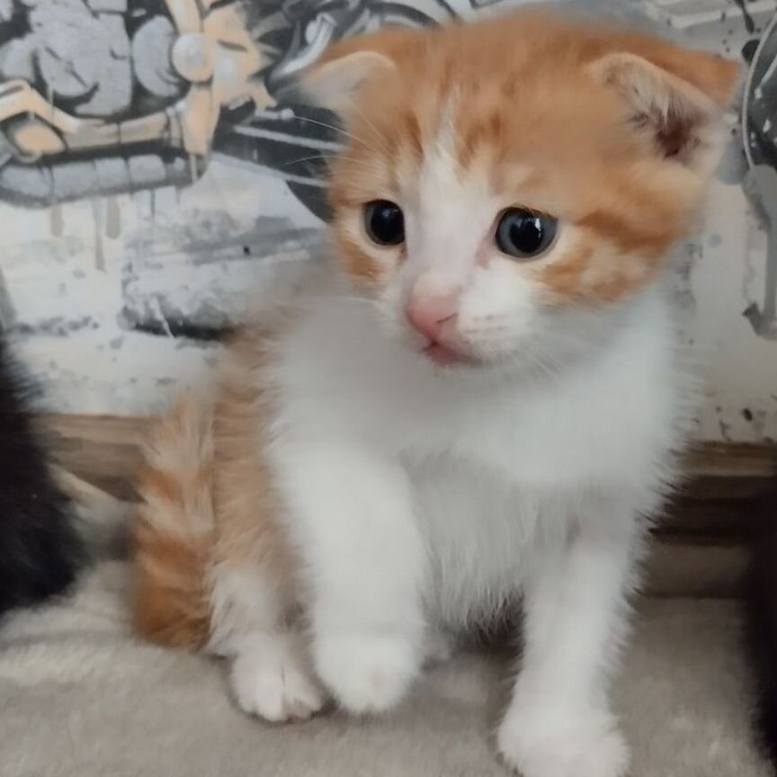 Котятки бесплатно