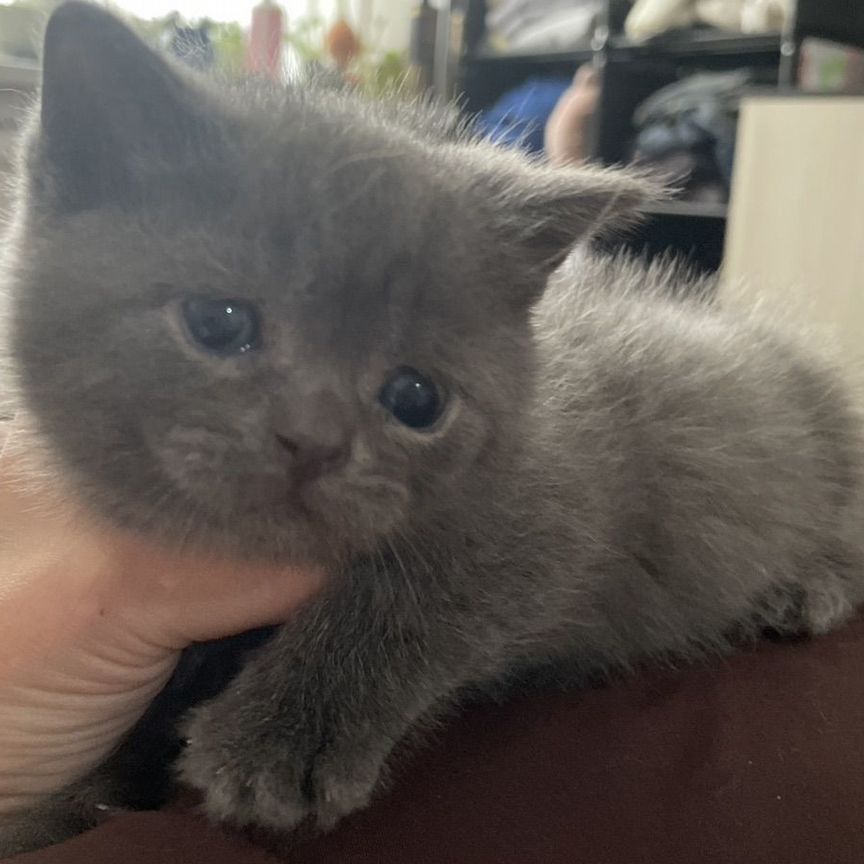Британский короткошёрстный котёнок