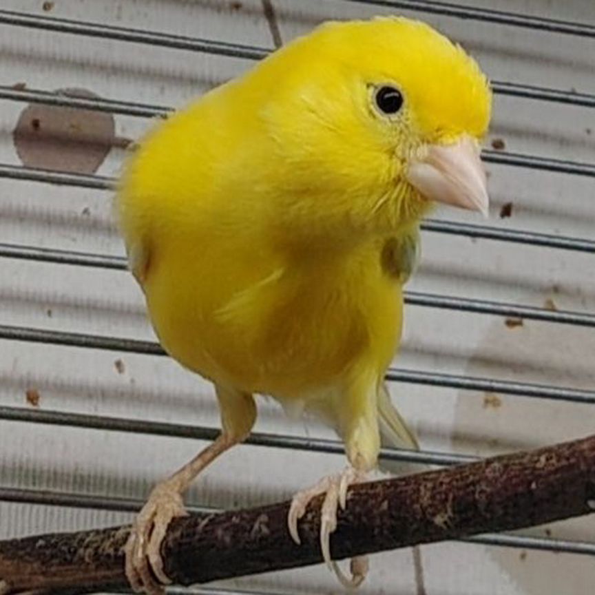 Канарейки певчие птицы