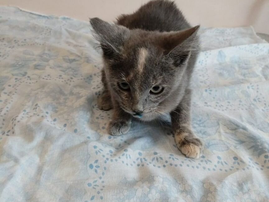 Котята-сиротки в добрые ручки
