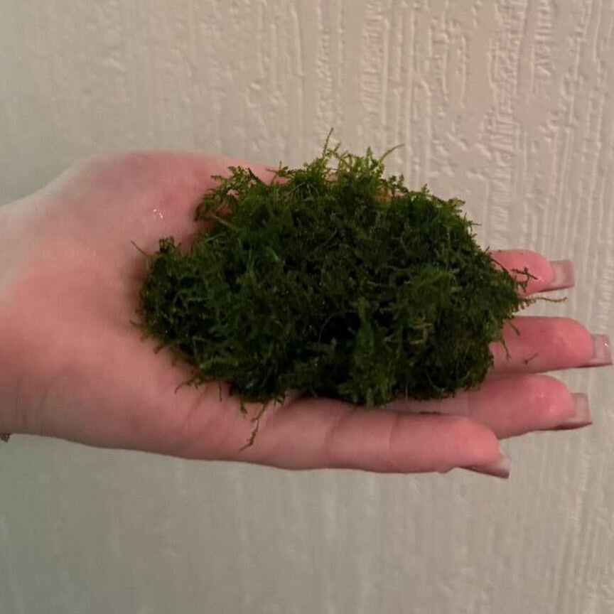 Мох аквариумный