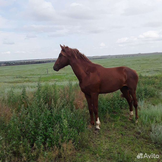 Продать лошадь