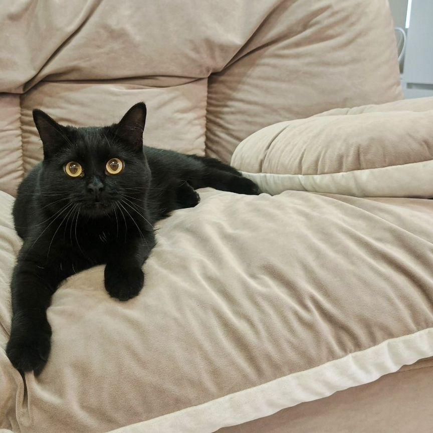 Взрослая, Девочка кошка в добрые руки