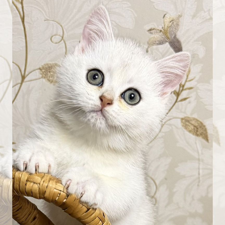 Шотландский прямоухий короткошёрстный котёнок