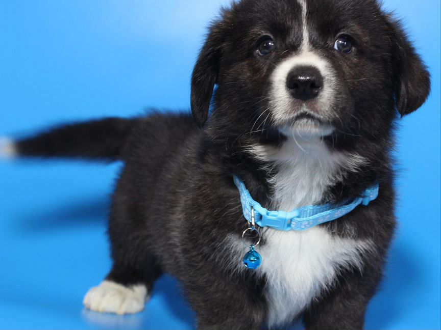 Вельш-корги кардиган