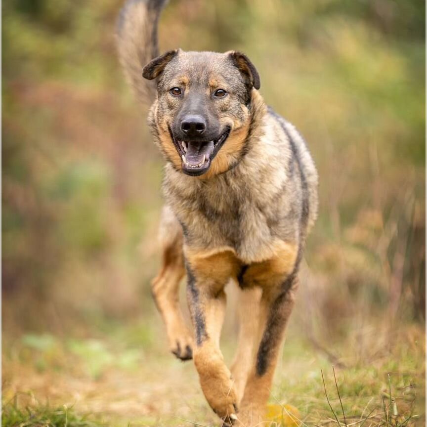 Собака в добрые руки