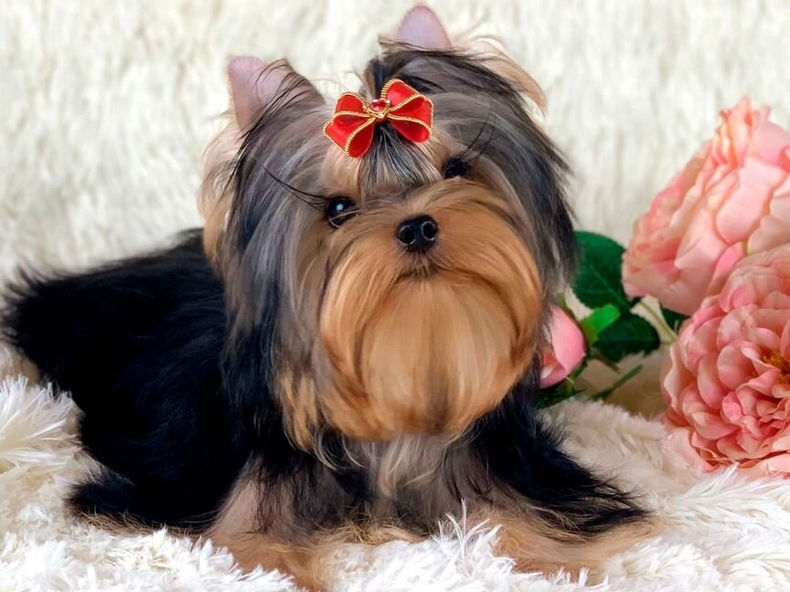 Йоркширский терьер девочка