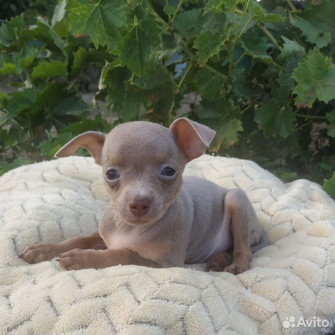 Веселая компания