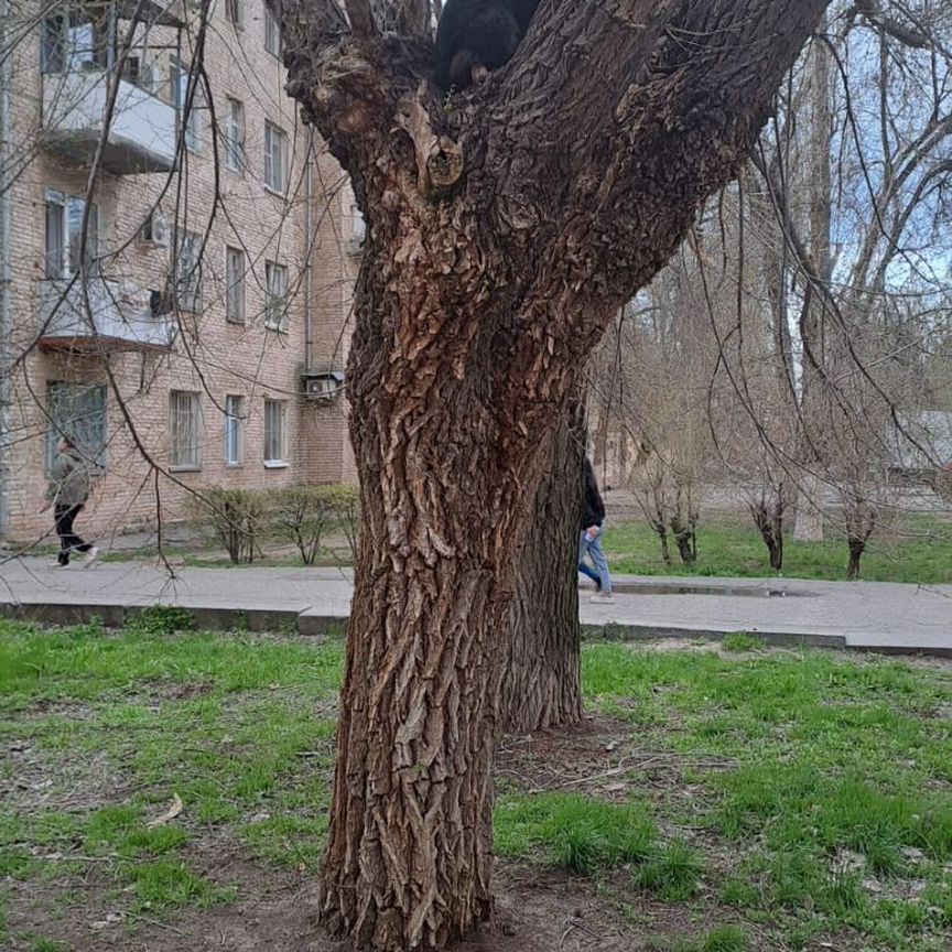Кота подкинули,живёт на дереве гоняют все его