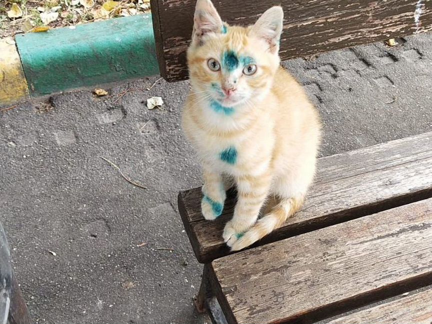 Спасите котенка рыжего, мальчик