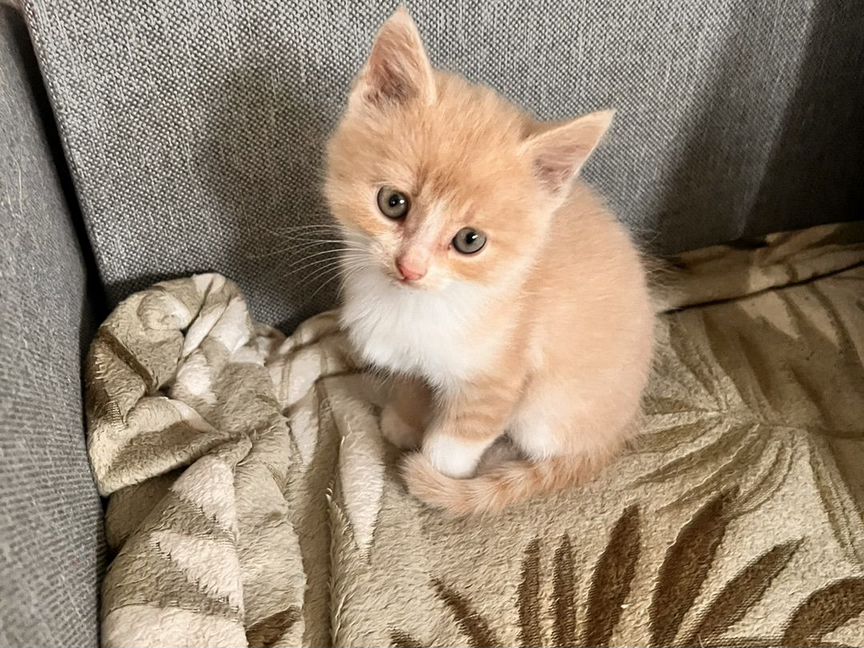 Котята бесплатно