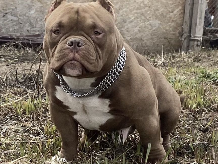 Щенки амеркинский булли