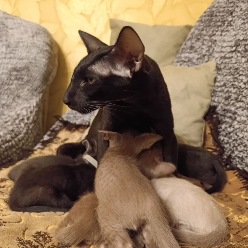 Продаются котята