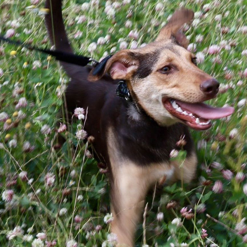 Взрослый пёс в добрые руки