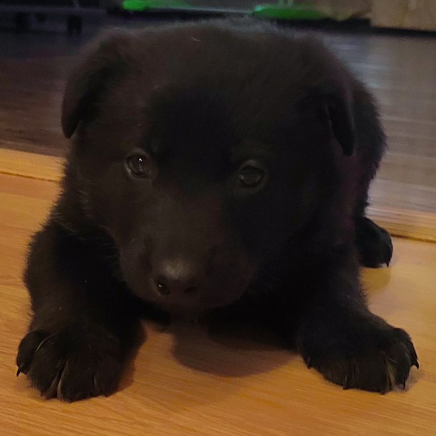 Немецкая овчарка, щенок