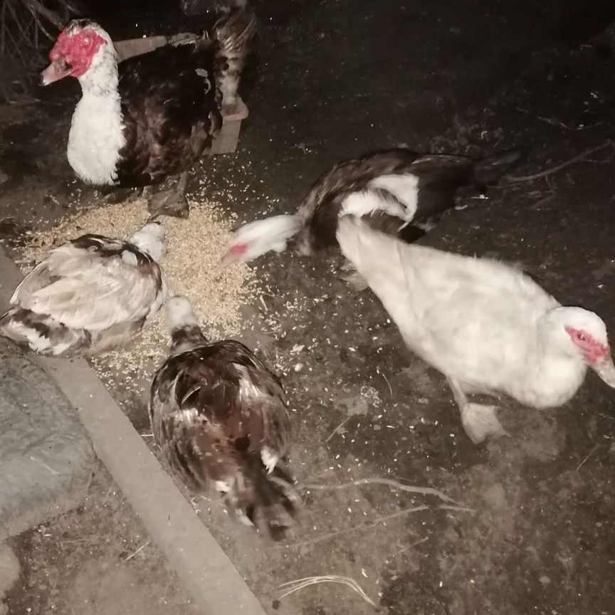 Мускусные утки