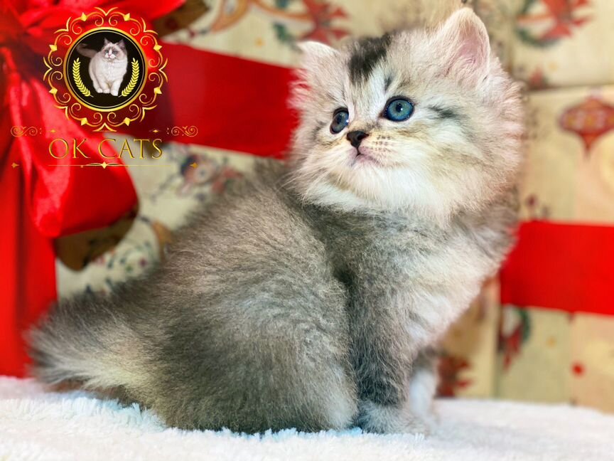 Ласковая малышка манчкин лонг