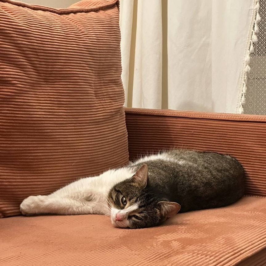 Взрослый кот в добрые руки