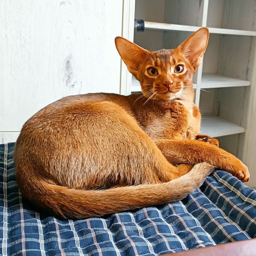 Абиссинская кошка