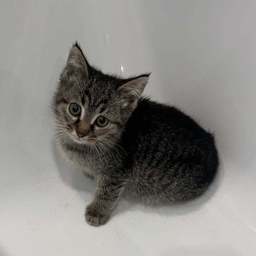 Котенок в добрые руки