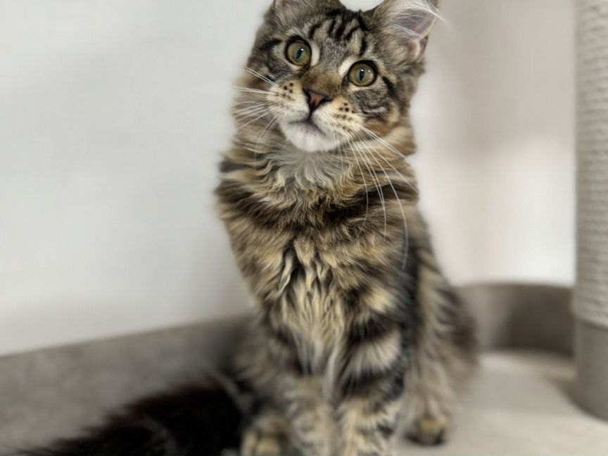 Мейн-кун Руна