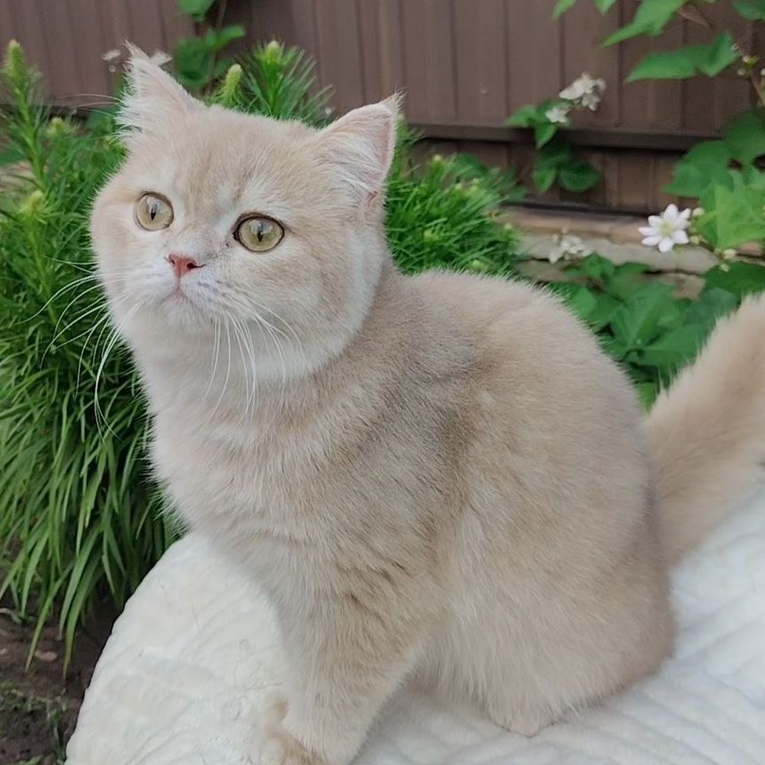 Золотая шиншила