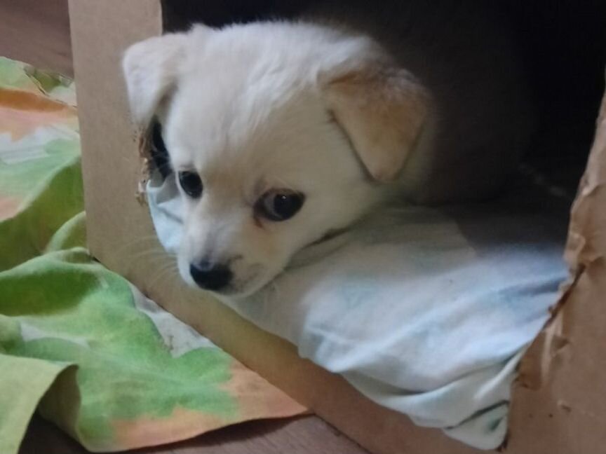 Щенок крос терьер кремовый мальчик 3мес в добрые р