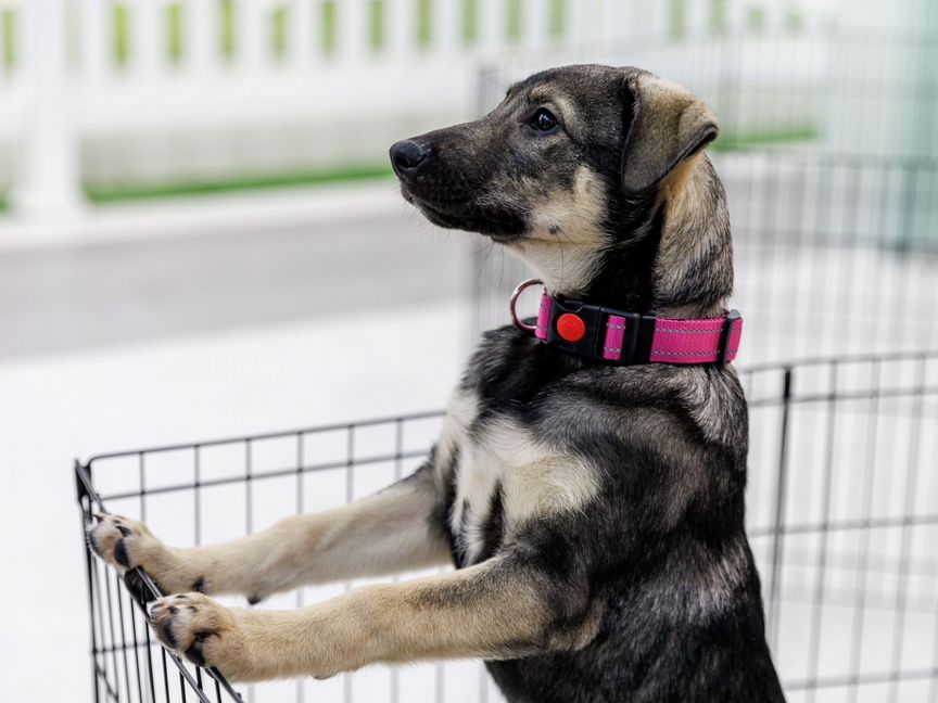 Щенок девочка в квартиру