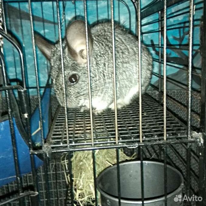 Серебристая шиншилла