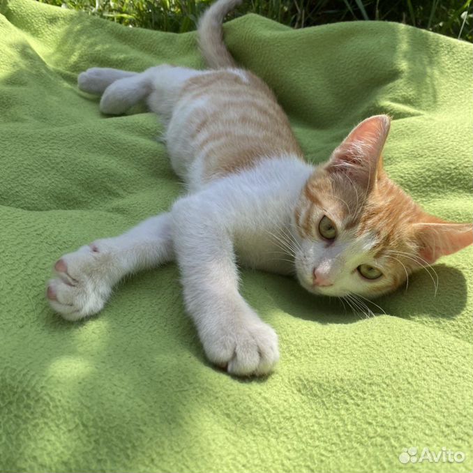 Два рыже-белых мальчугана в дар