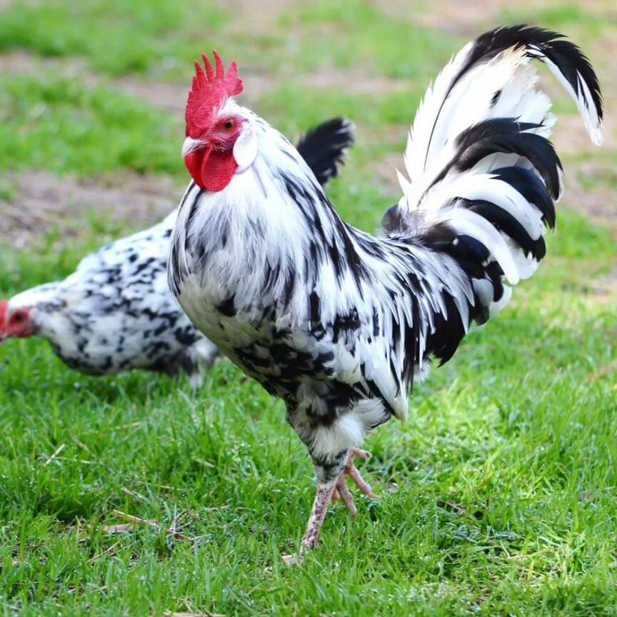 Инкубационные яйца