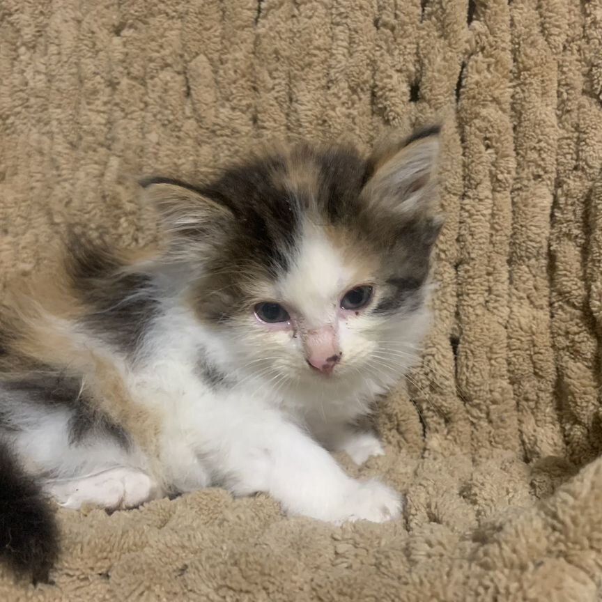 Котёнок в добрые руки