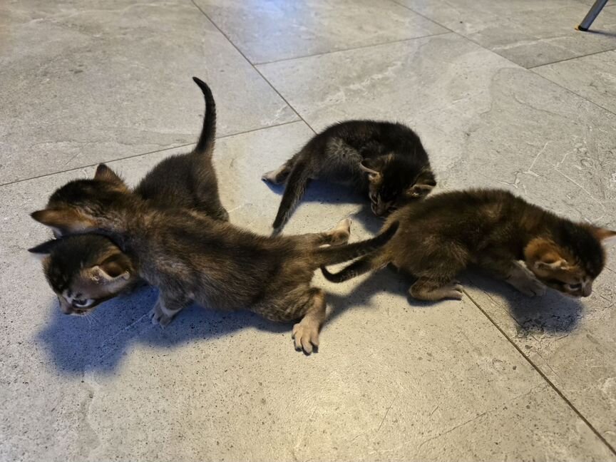 Абиссинские котята