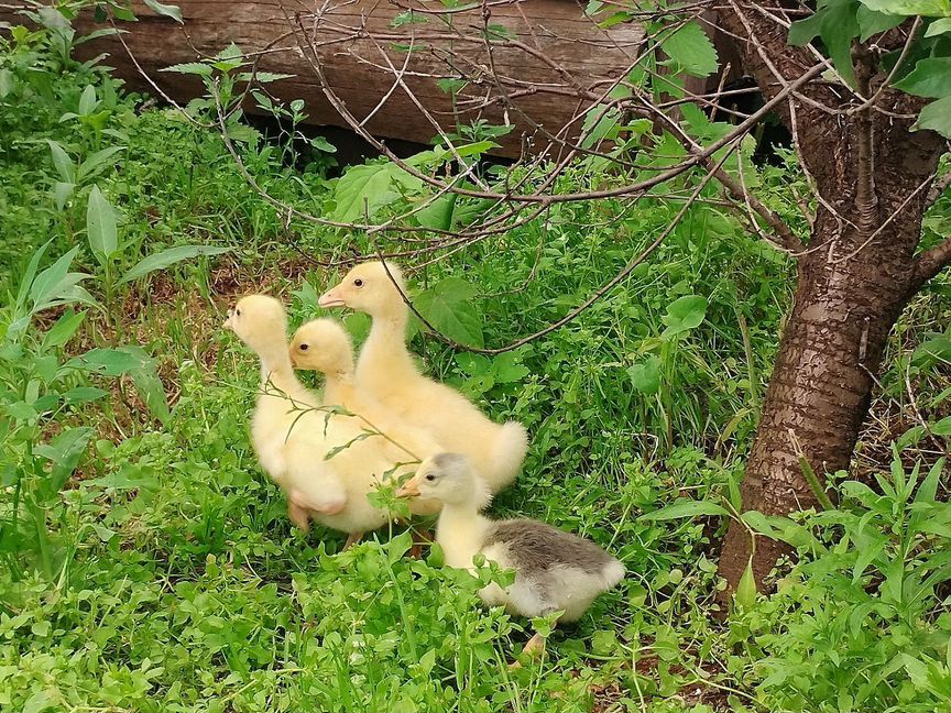 Гусята подрощенные