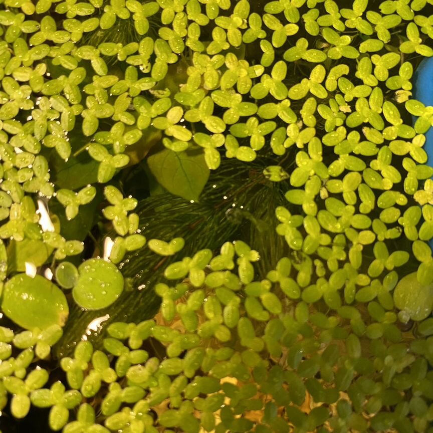 Растения для аквариума