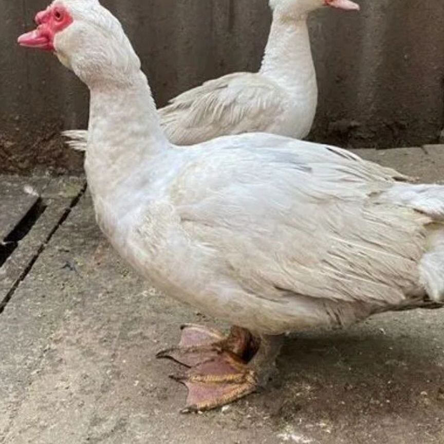 Продаю индоутки