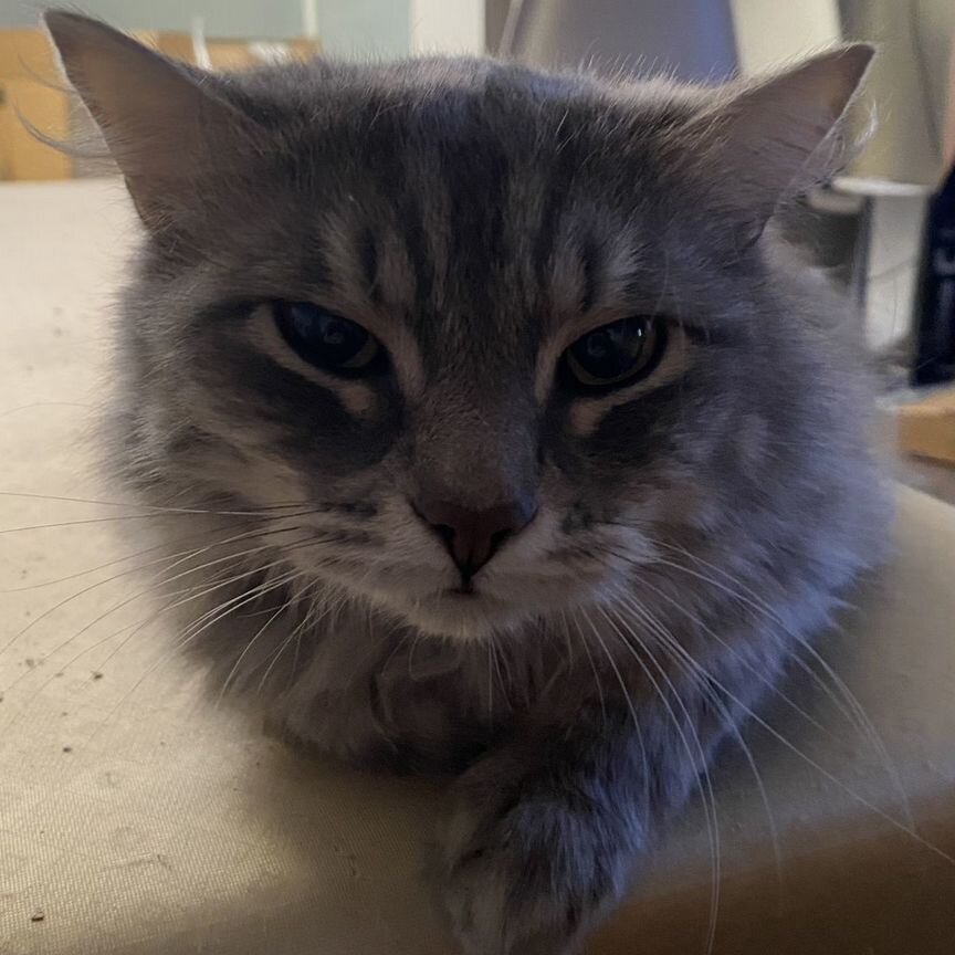 Британский длинношёрстный, взрослый кот