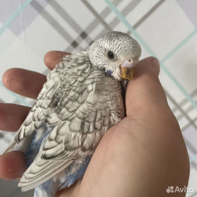 Птенчик волнистого попугая