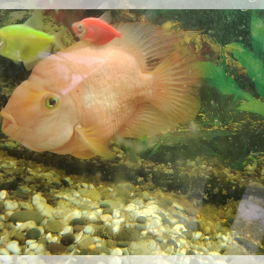 Золотая рыбка попугай