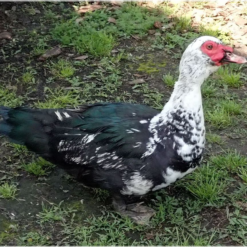 Инкубационное яйцо индоутки тяжелой линии