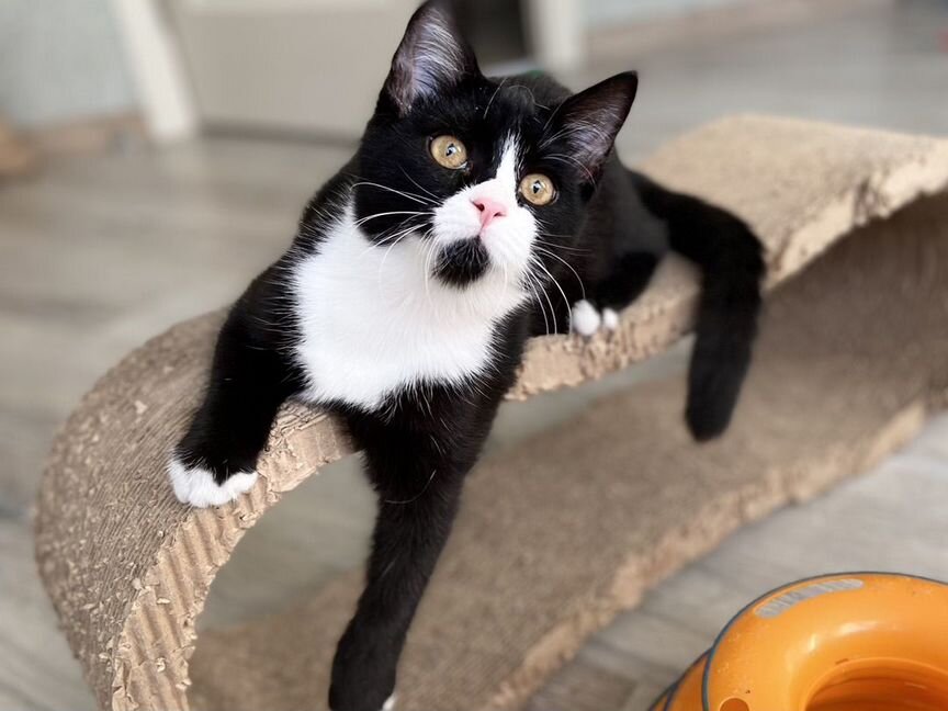 Котенок Леля