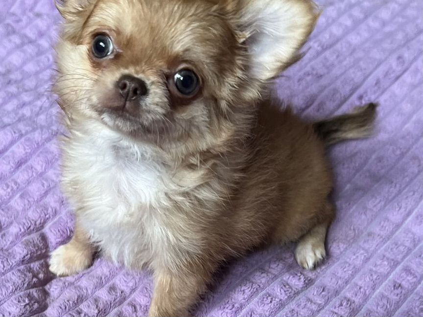 Чихуахуа кукла Марта