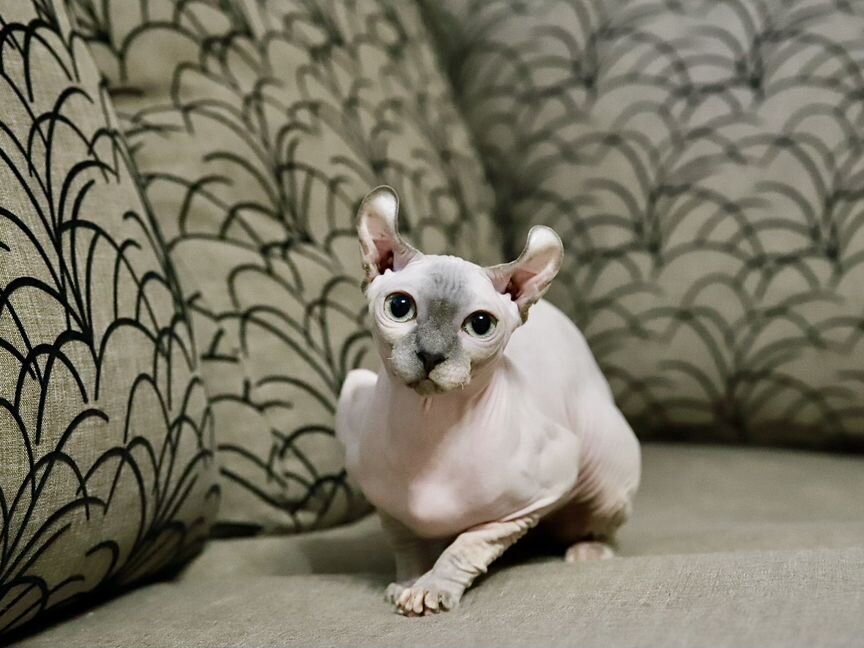 Кошечка канадский сфинкс - эльф