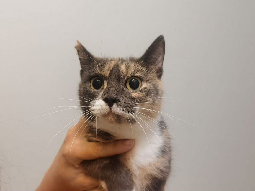 Кошка Ласка